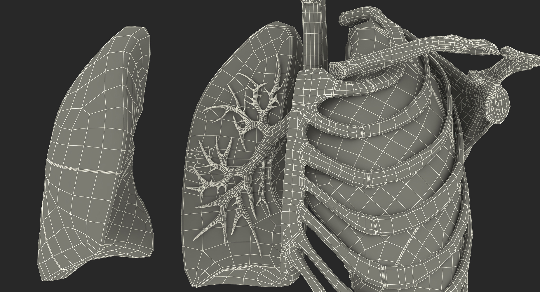 3D human respiratory trachea dissection model - TurboSquid 1209642