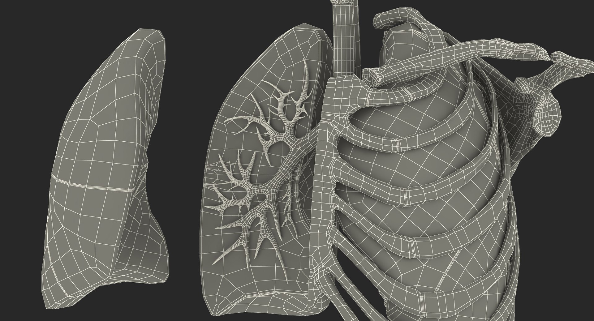 3D Human Respiratory Trachea Dissection Model - TurboSquid 1209642