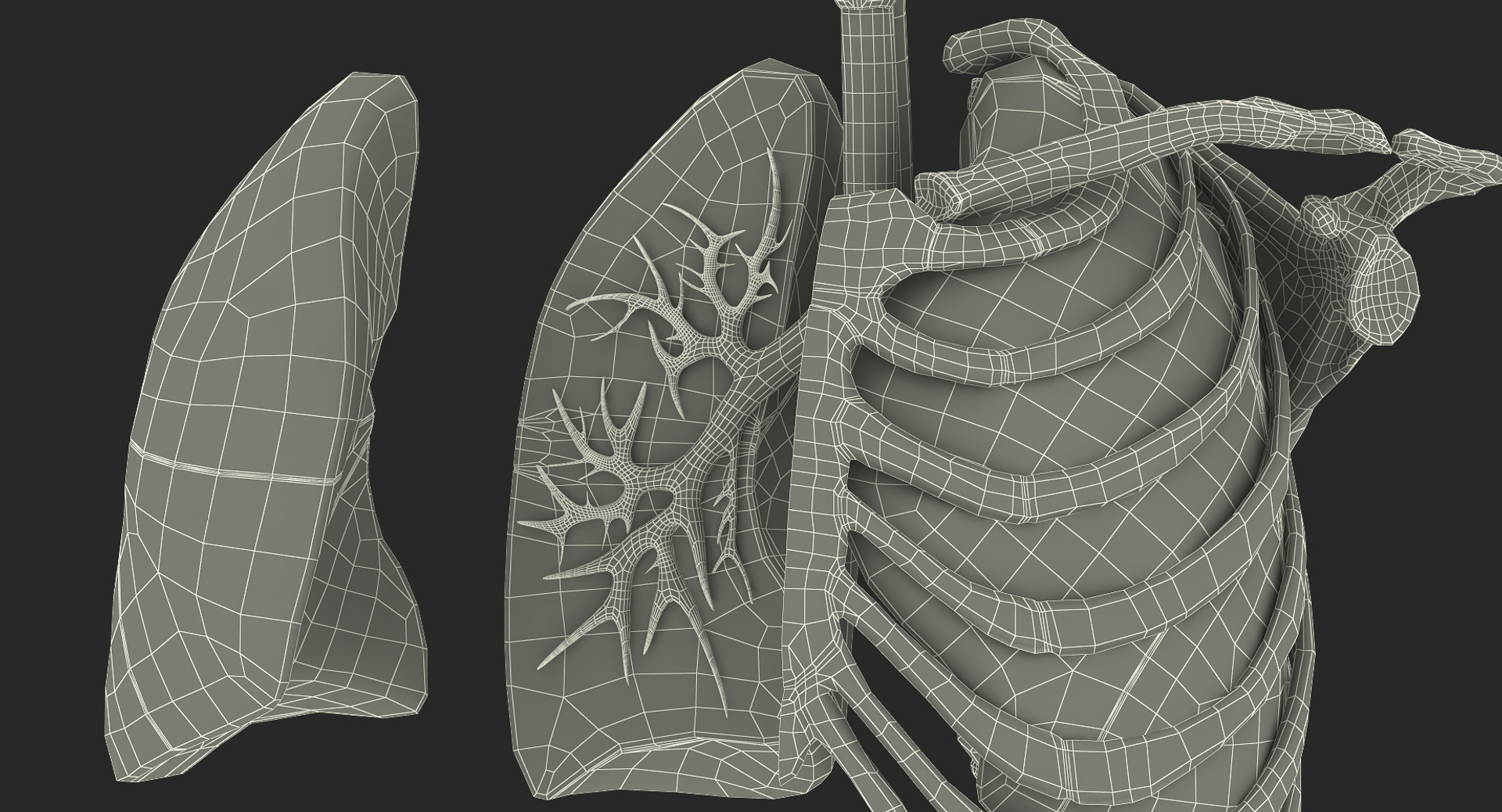3D human respiratory trachea dissection model - TurboSquid 1209642
