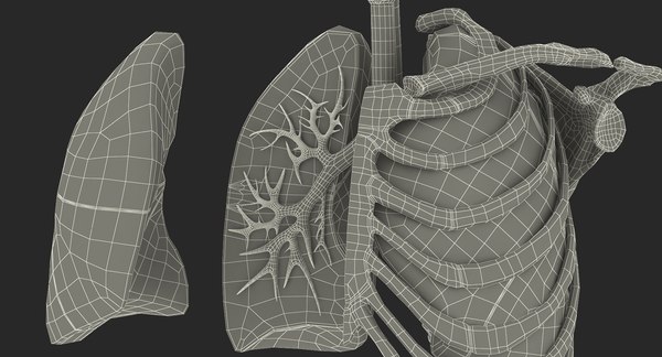 3D human respiratory trachea dissection model - TurboSquid 1209642