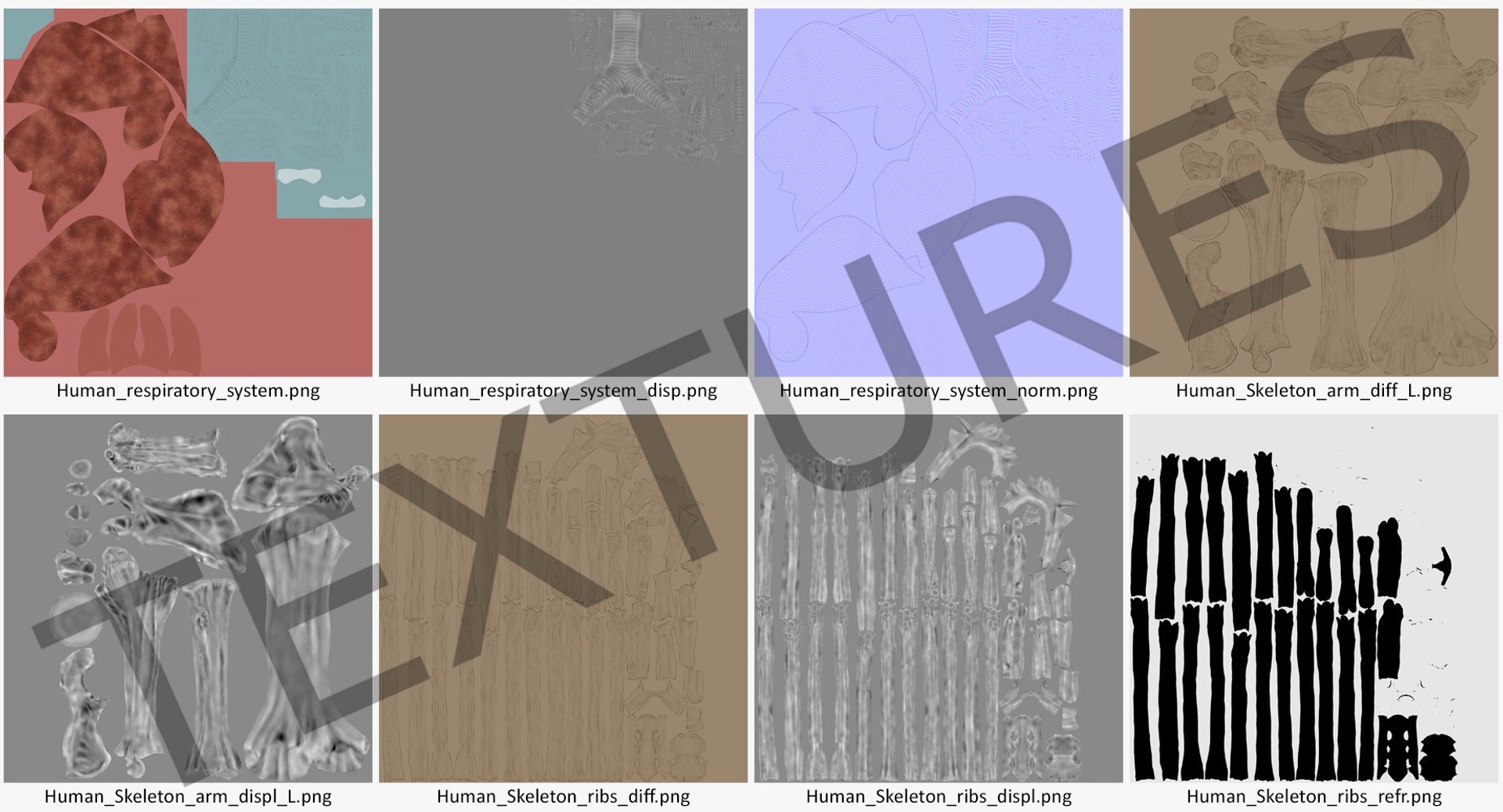 3D Human Respiratory Trachea Dissection Model - TurboSquid 1209642