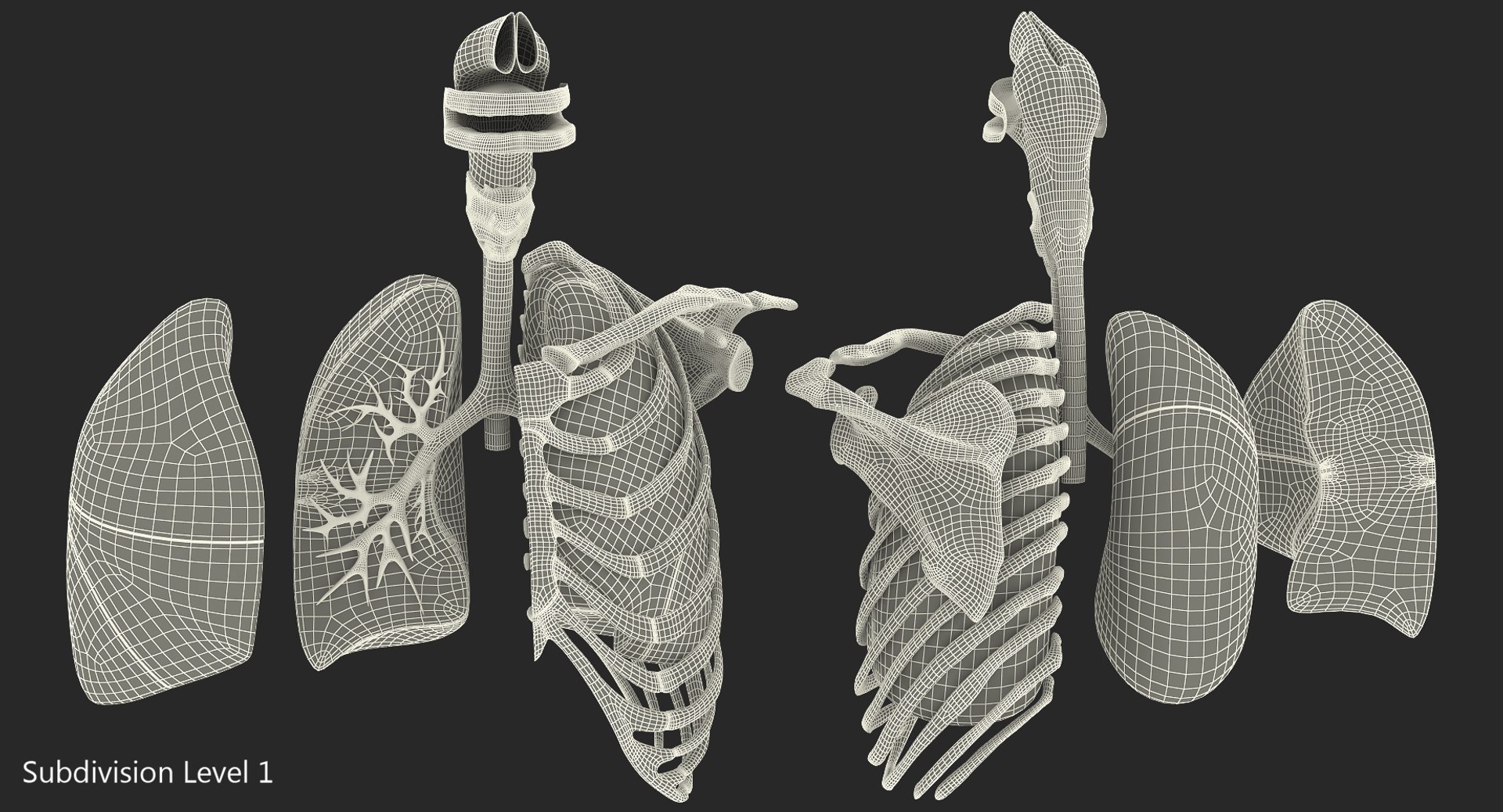 3D Human Respiratory Trachea Dissection Model - TurboSquid 1209642