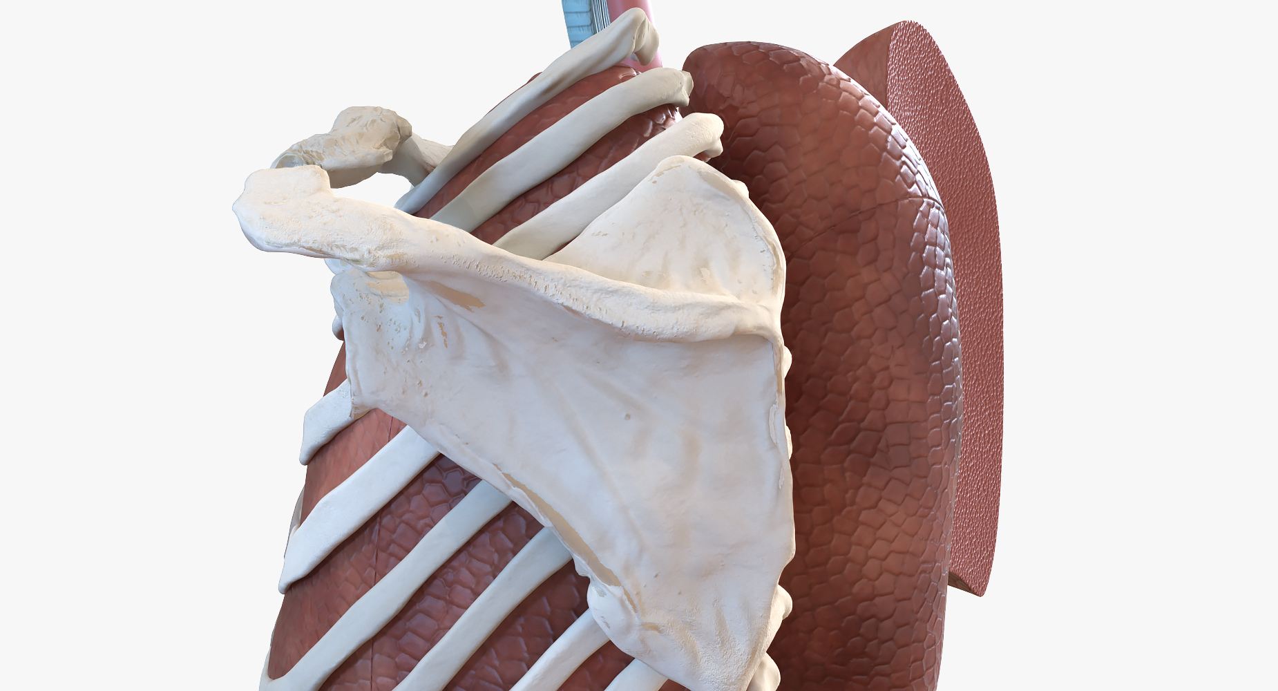 3D human respiratory trachea dissection model - TurboSquid 1209642