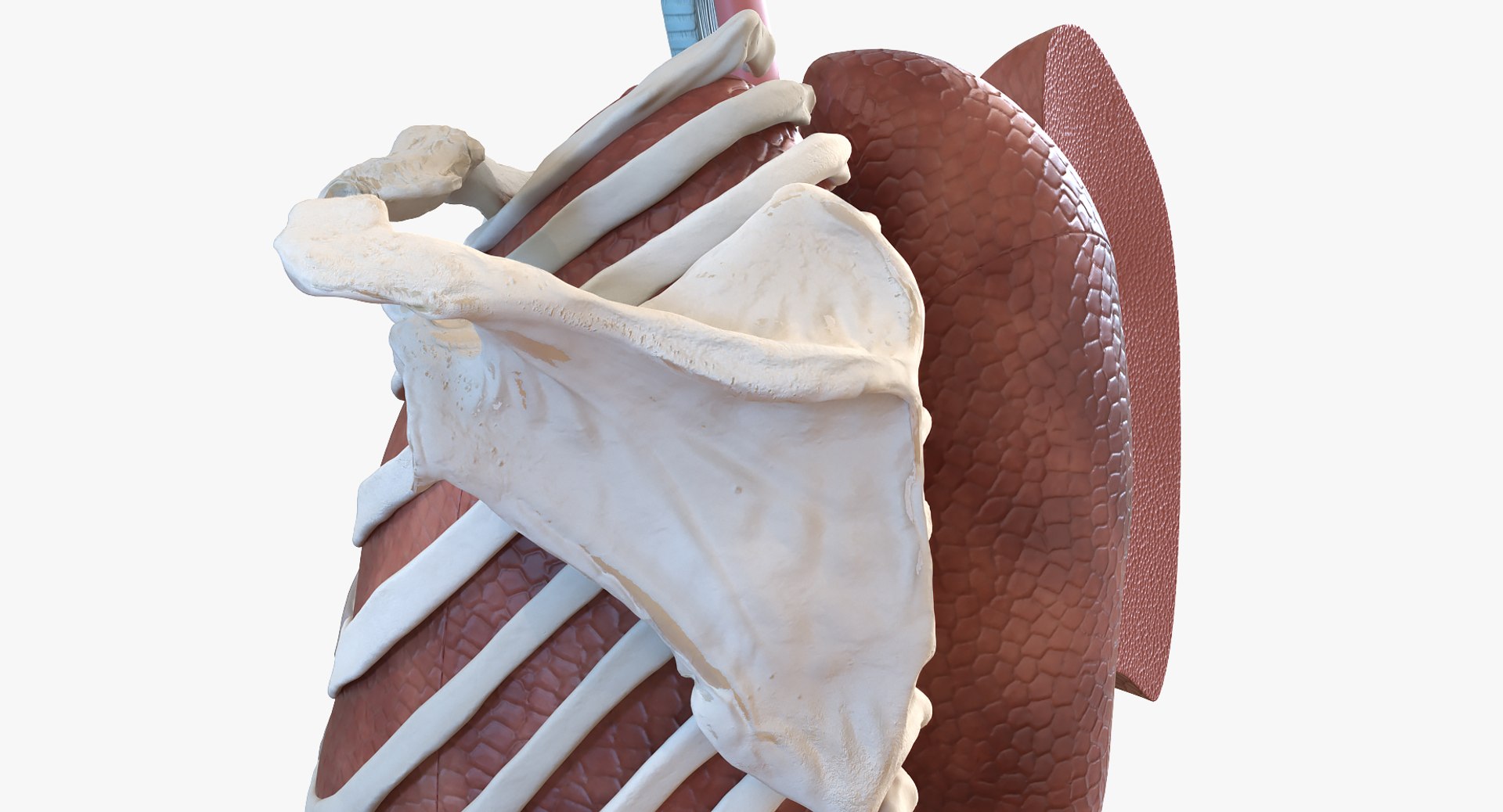 3D Human Respiratory Trachea Dissection Model - TurboSquid 1209642