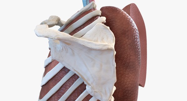 3D human respiratory trachea dissection model - TurboSquid 1209642