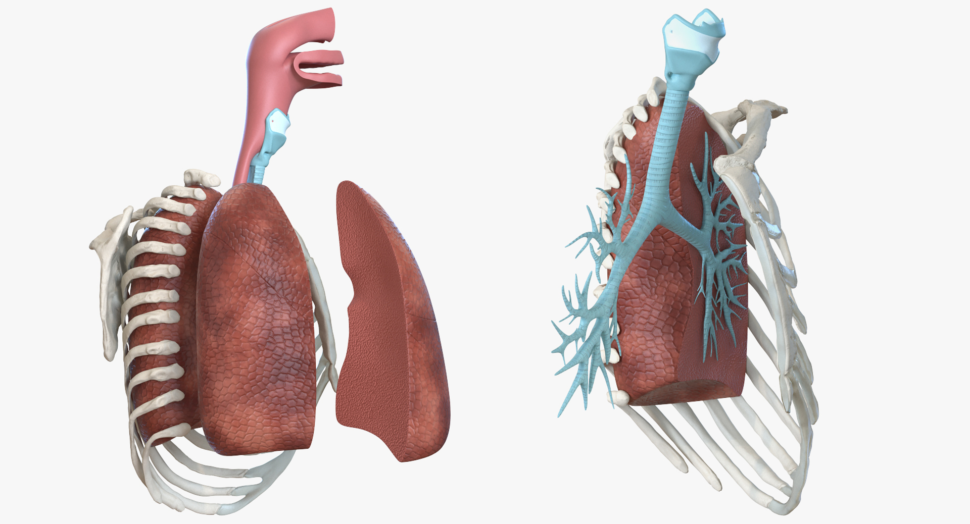 3D human respiratory trachea dissection model - TurboSquid 1209642