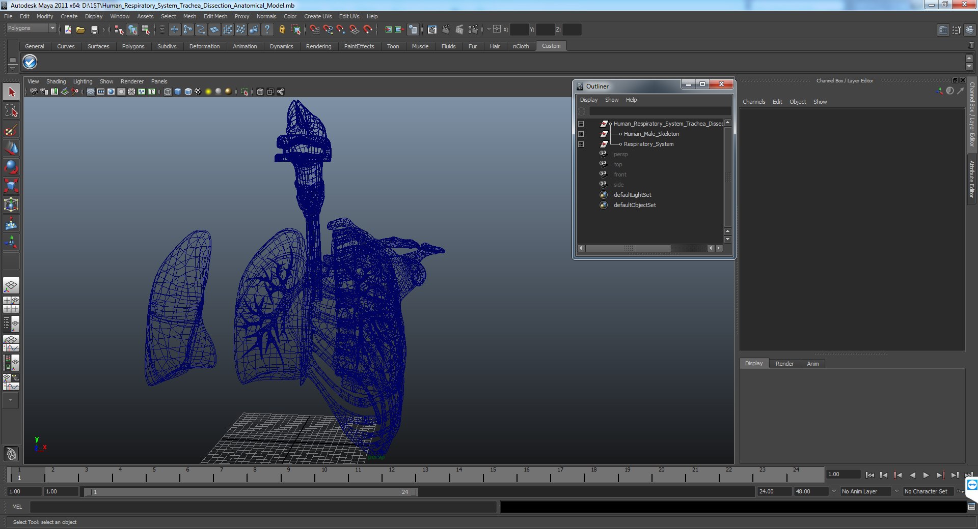 3D Human Respiratory Trachea Dissection Model - TurboSquid 1209642