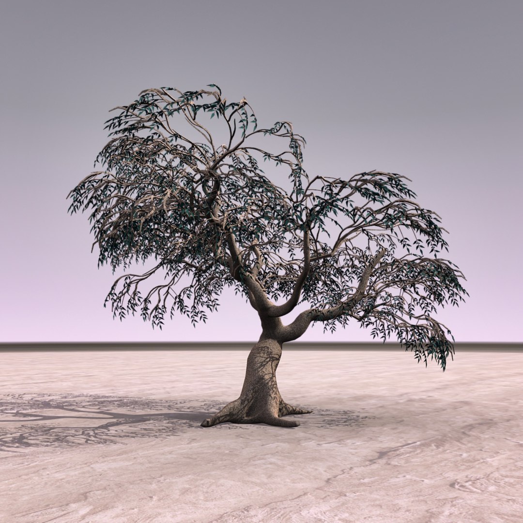 Max Olive Tree