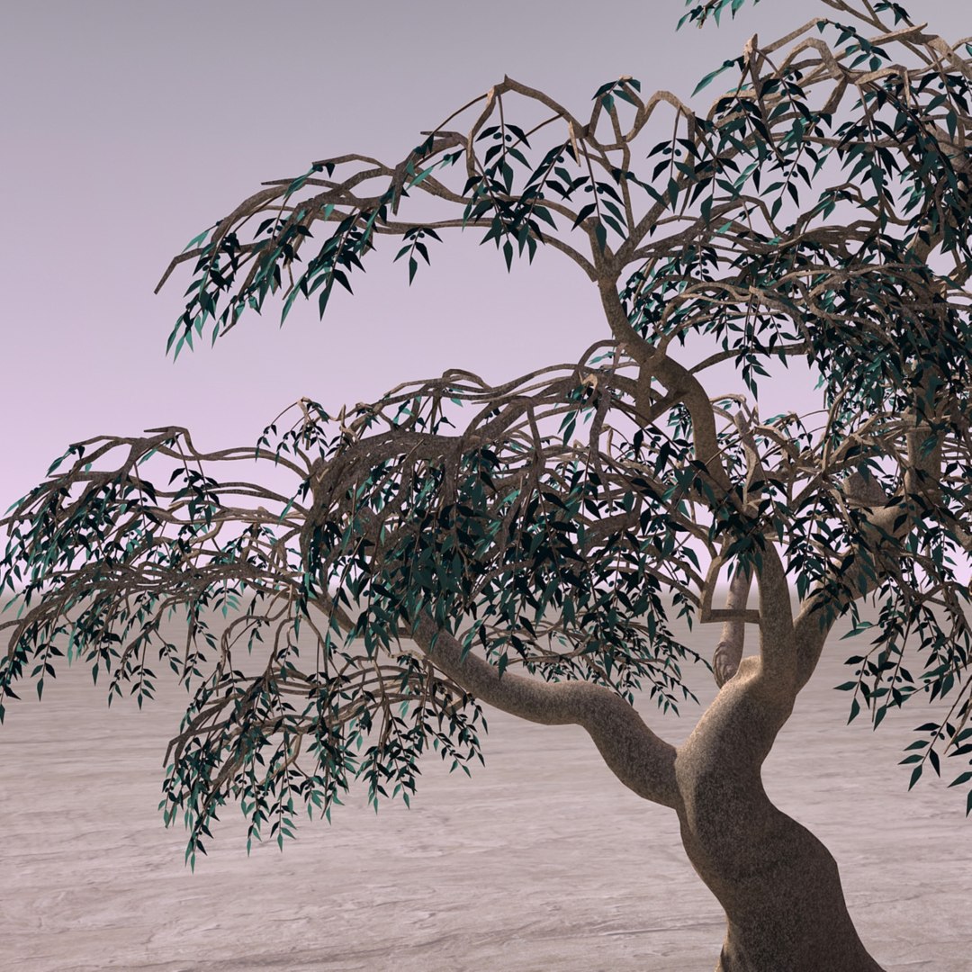 Max Olive Tree