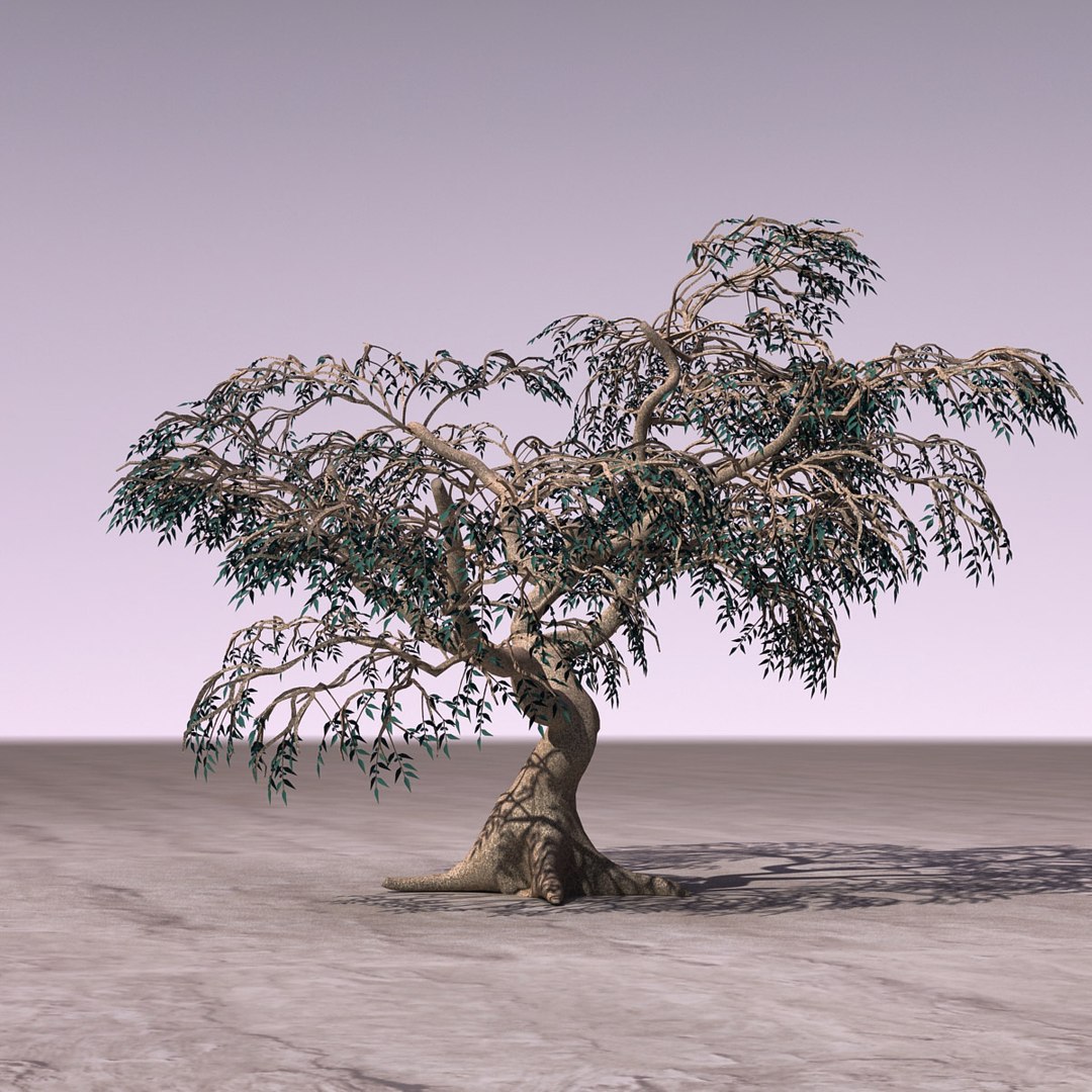 Max Olive Tree