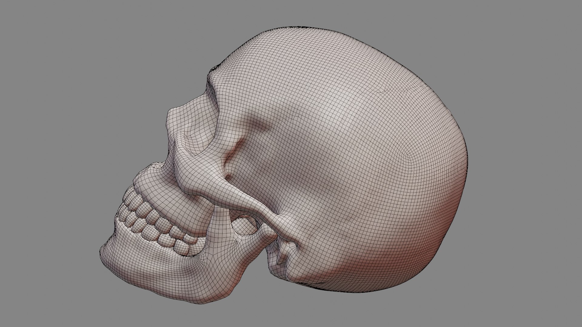 Photorealistic human skull 3D model - TurboSquid 1735764