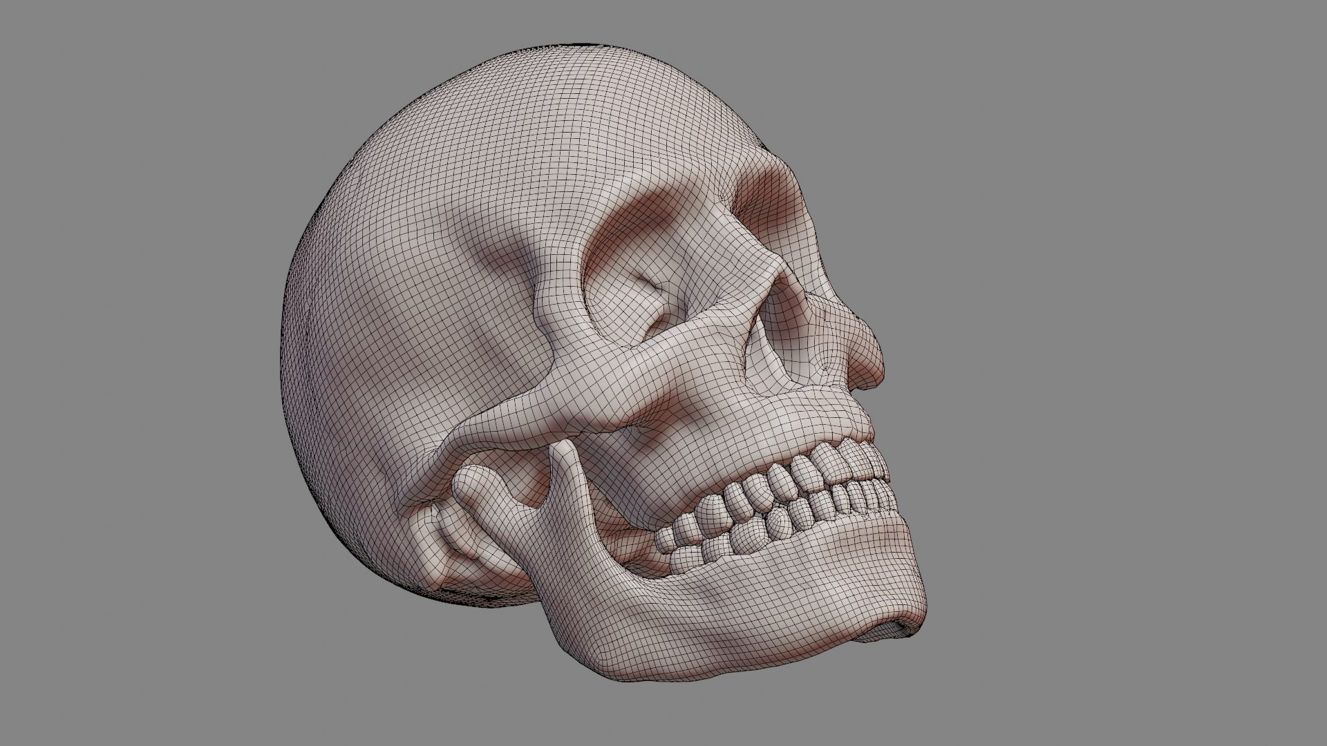 Photorealistic human skull 3D model - TurboSquid 1735764