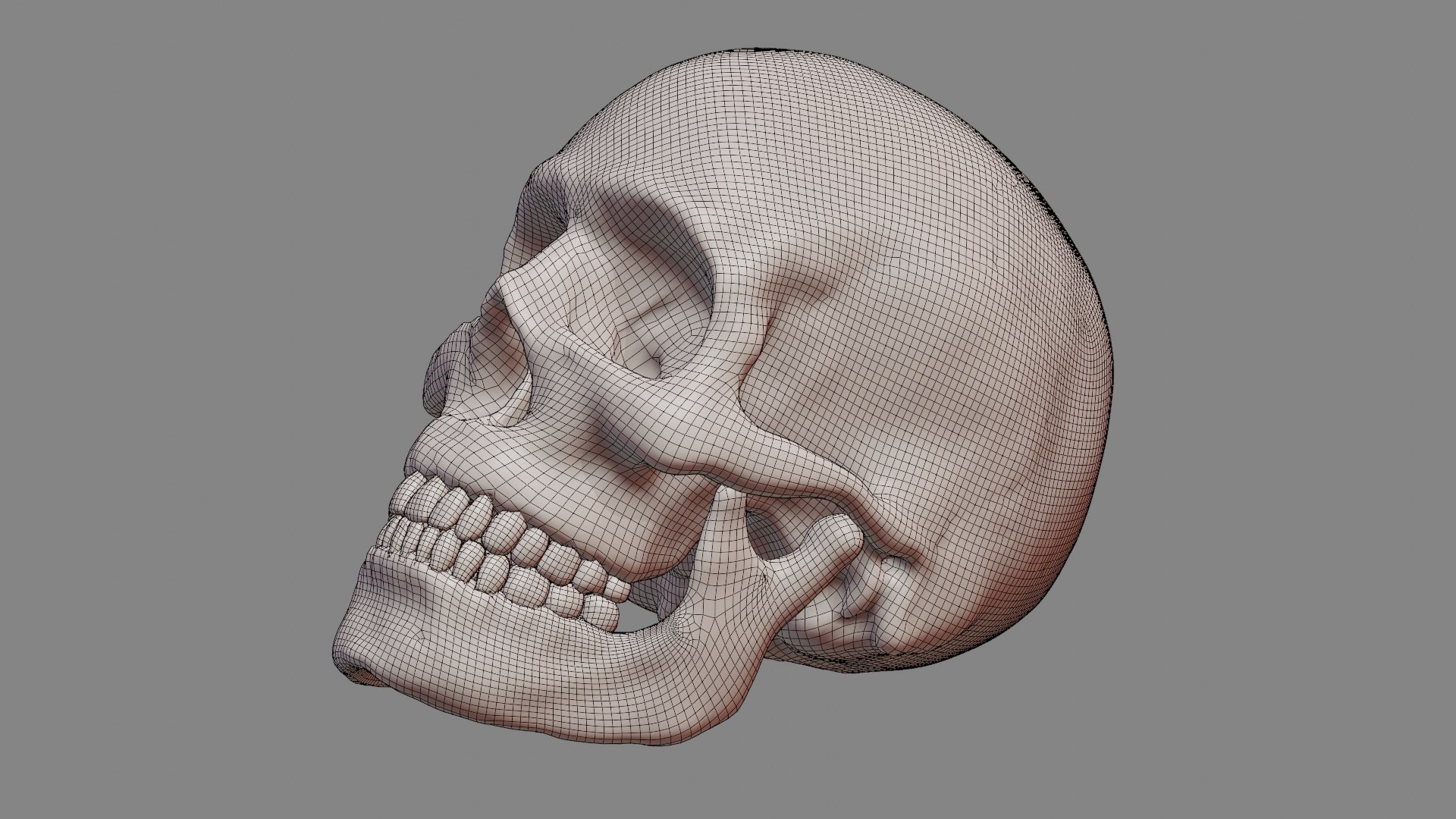 Photorealistic human skull 3D model - TurboSquid 1735764