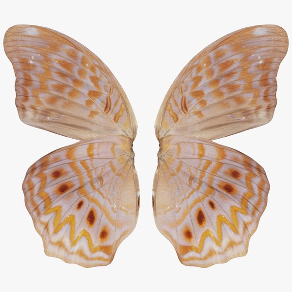 modelo 3d La gran mosca de huevo Hypolimnas Bolina remasterizada ...