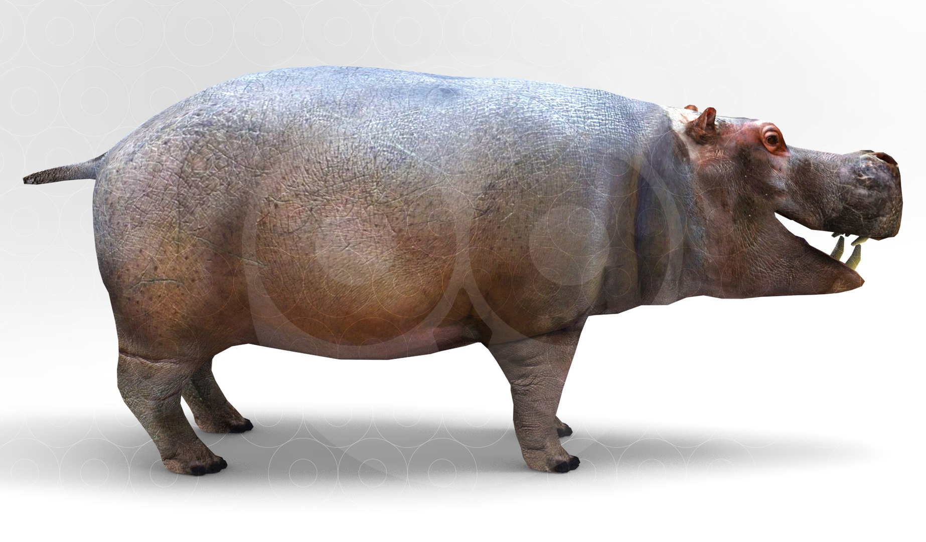 3D Hippopotamus - Animated - TurboSquid 2110179