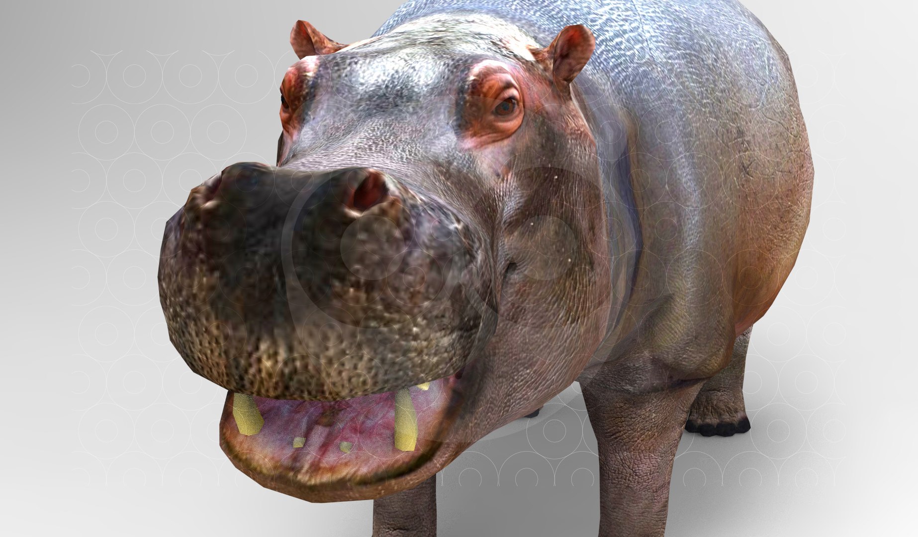 3D Hippopotamus - Animated - TurboSquid 2110179