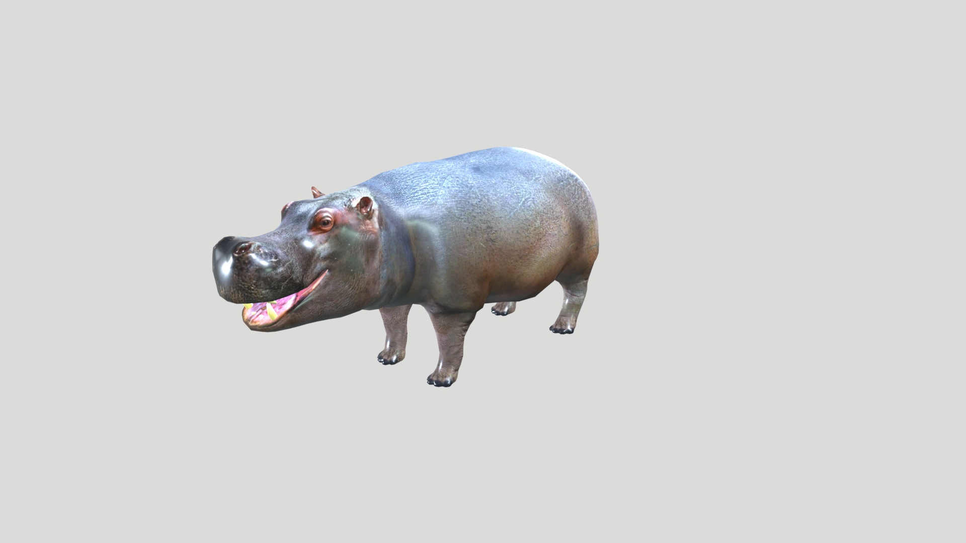 3D Hippopotamus - Animated - TurboSquid 2110179