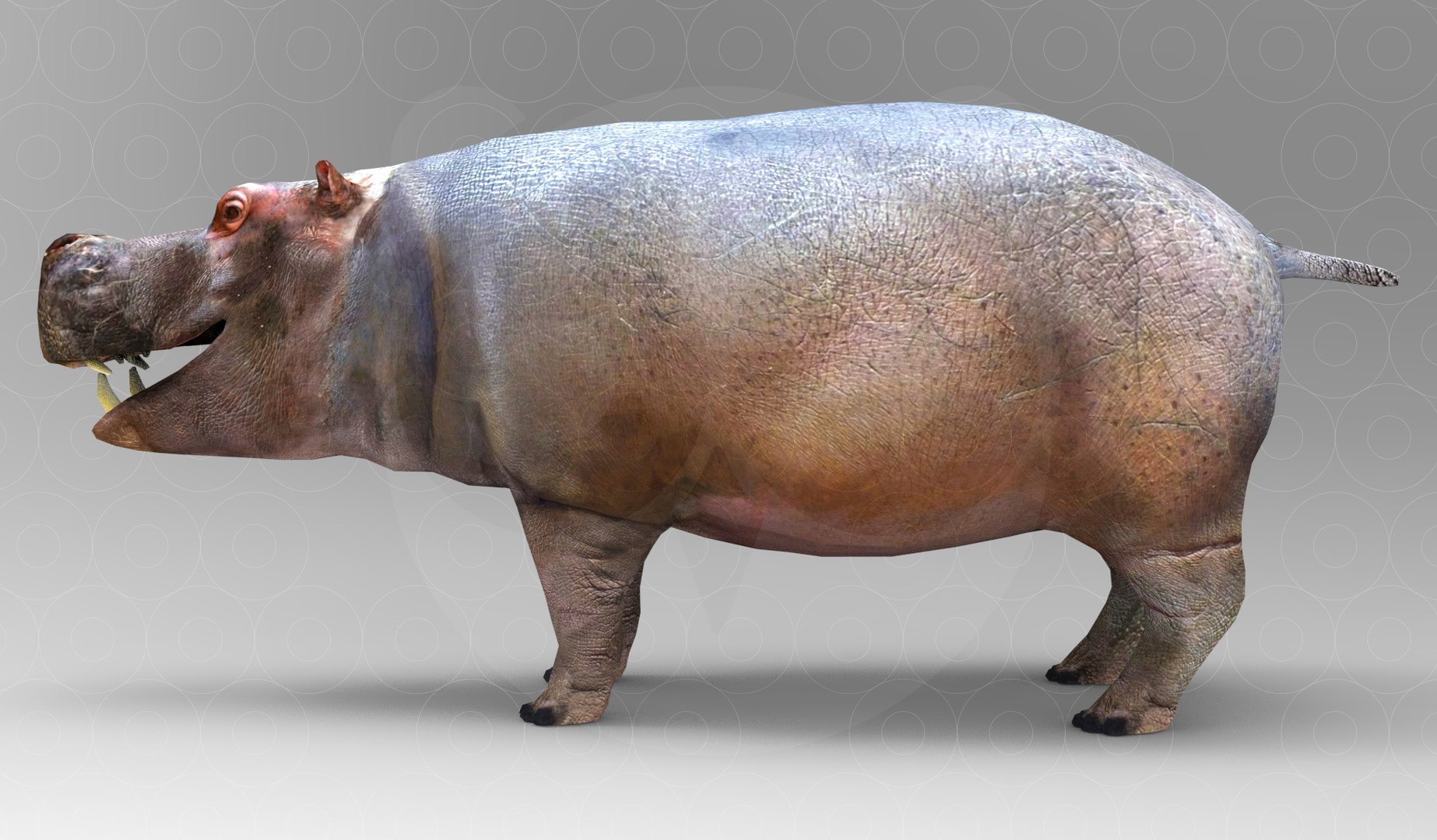 3D Hippopotamus - Animated - TurboSquid 2110179