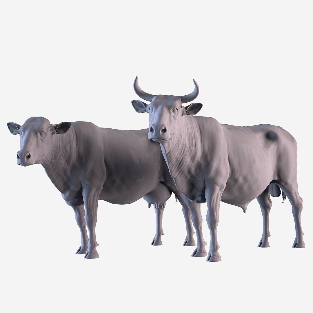 Cow And Bull Model - TurboSquid 2391692