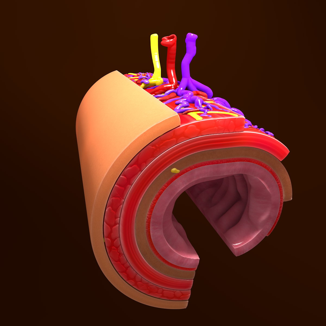 Human Small Intestine 3d Model