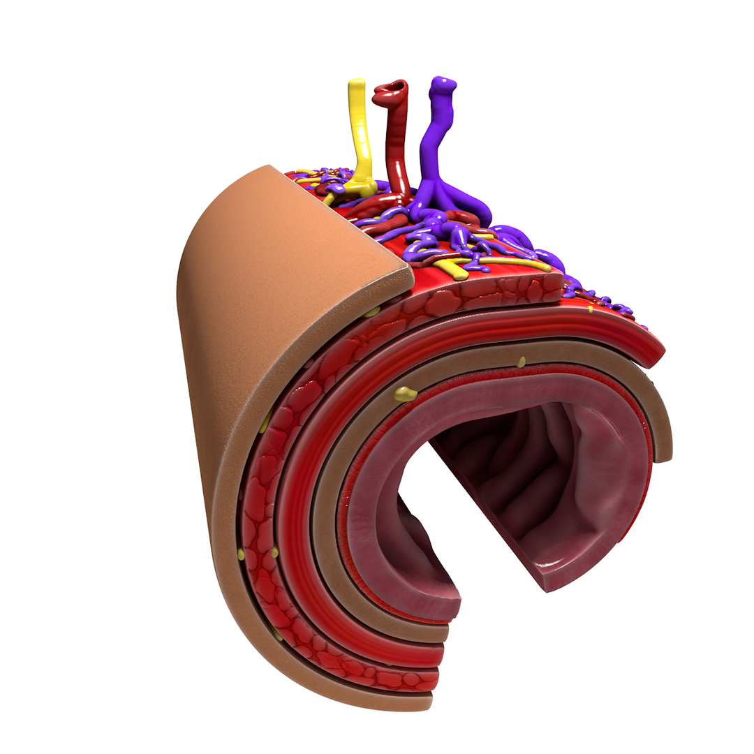 human small intestine 3d model