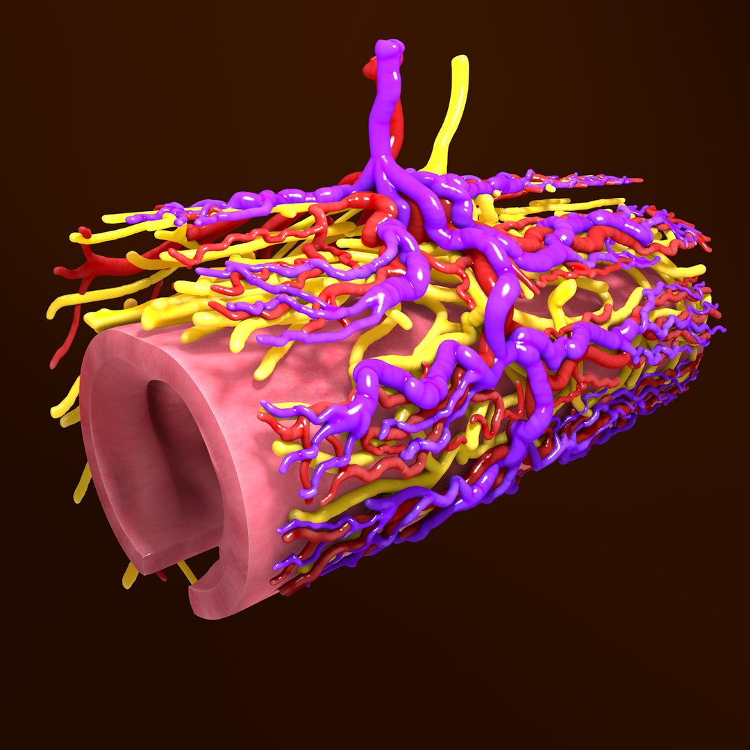 Human Small Intestine 3d Model