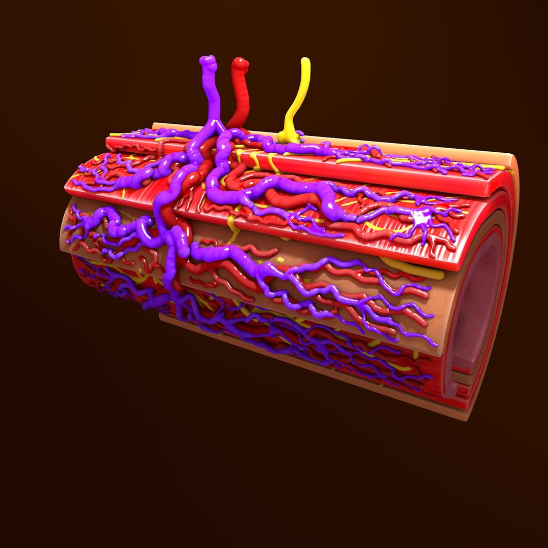 Human Small Intestine 3d Model