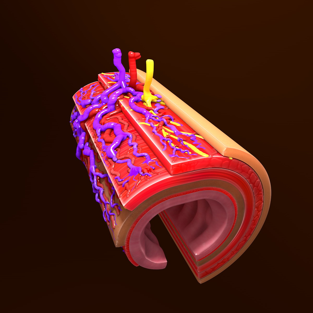Human Small Intestine 3d Model