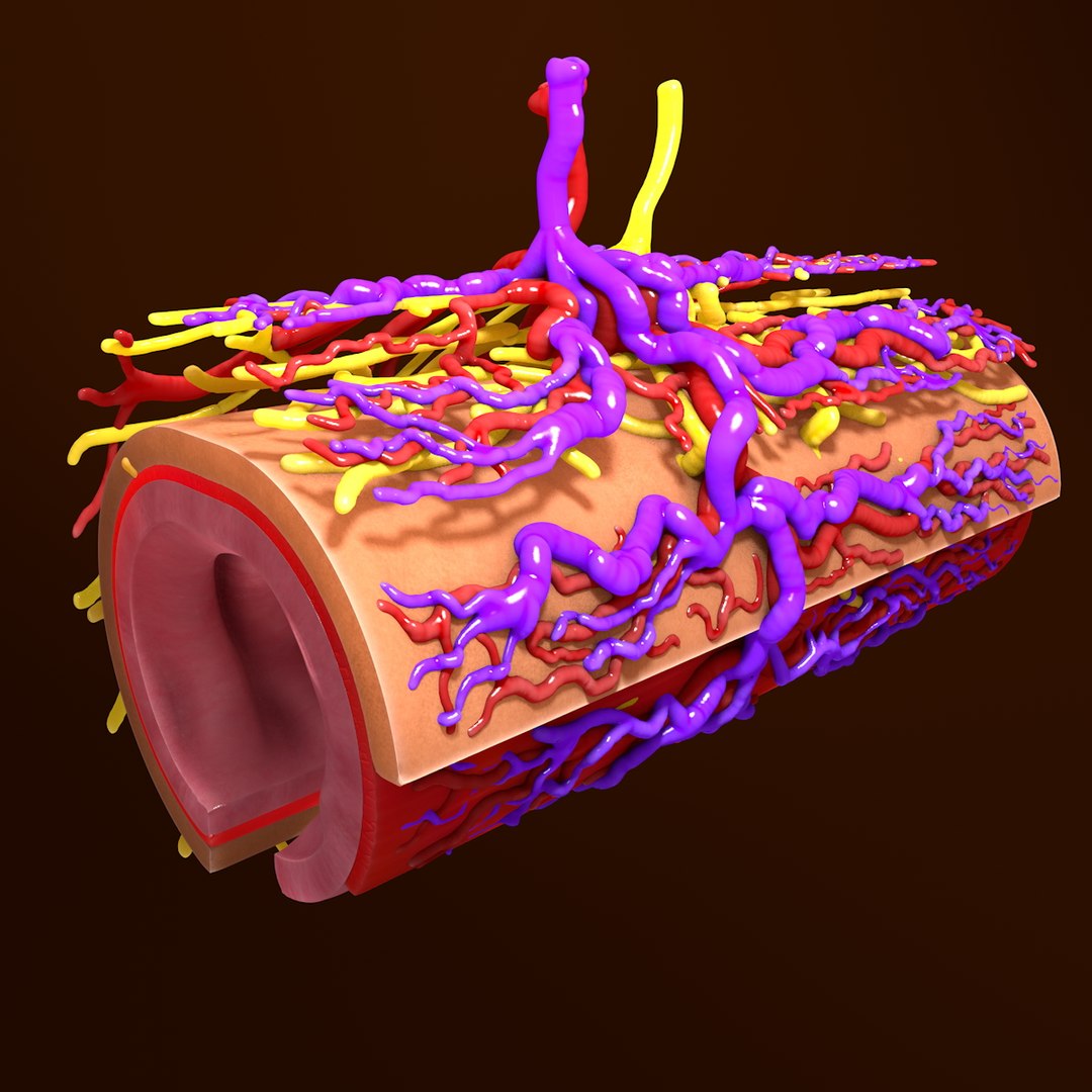 Human Small Intestine 3d Model