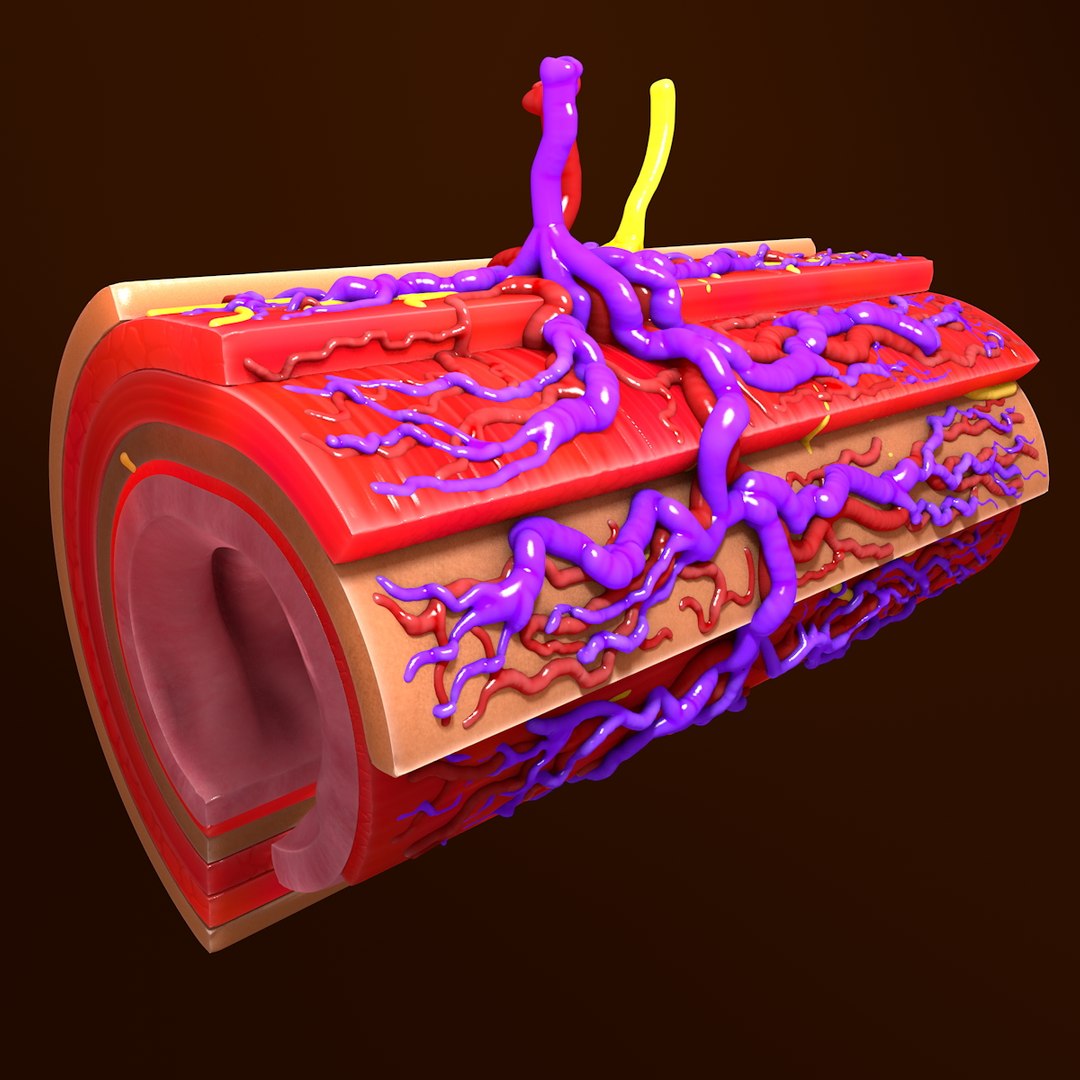 Human Small Intestine 3d Model