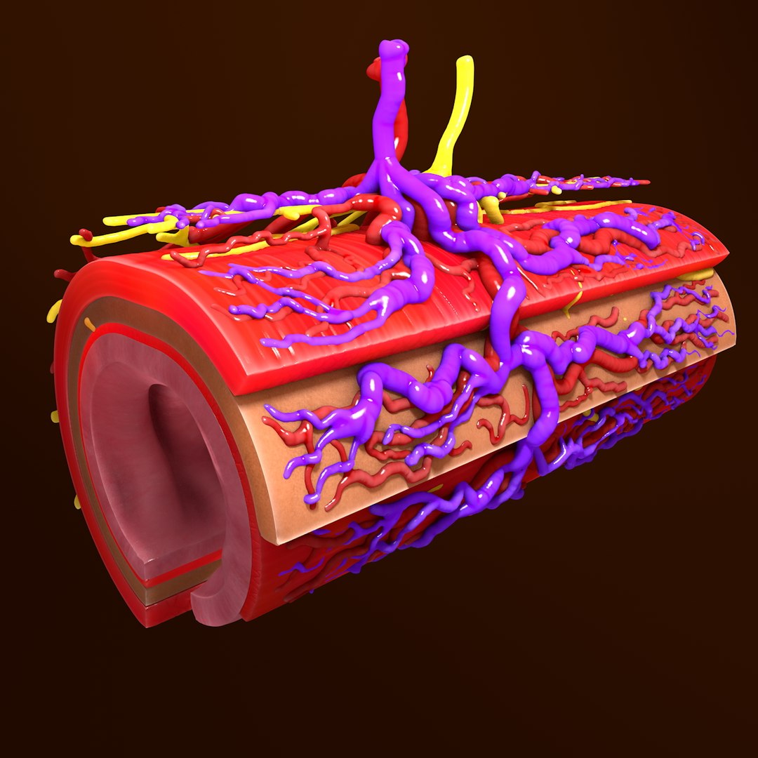 Human Small Intestine 3d Model