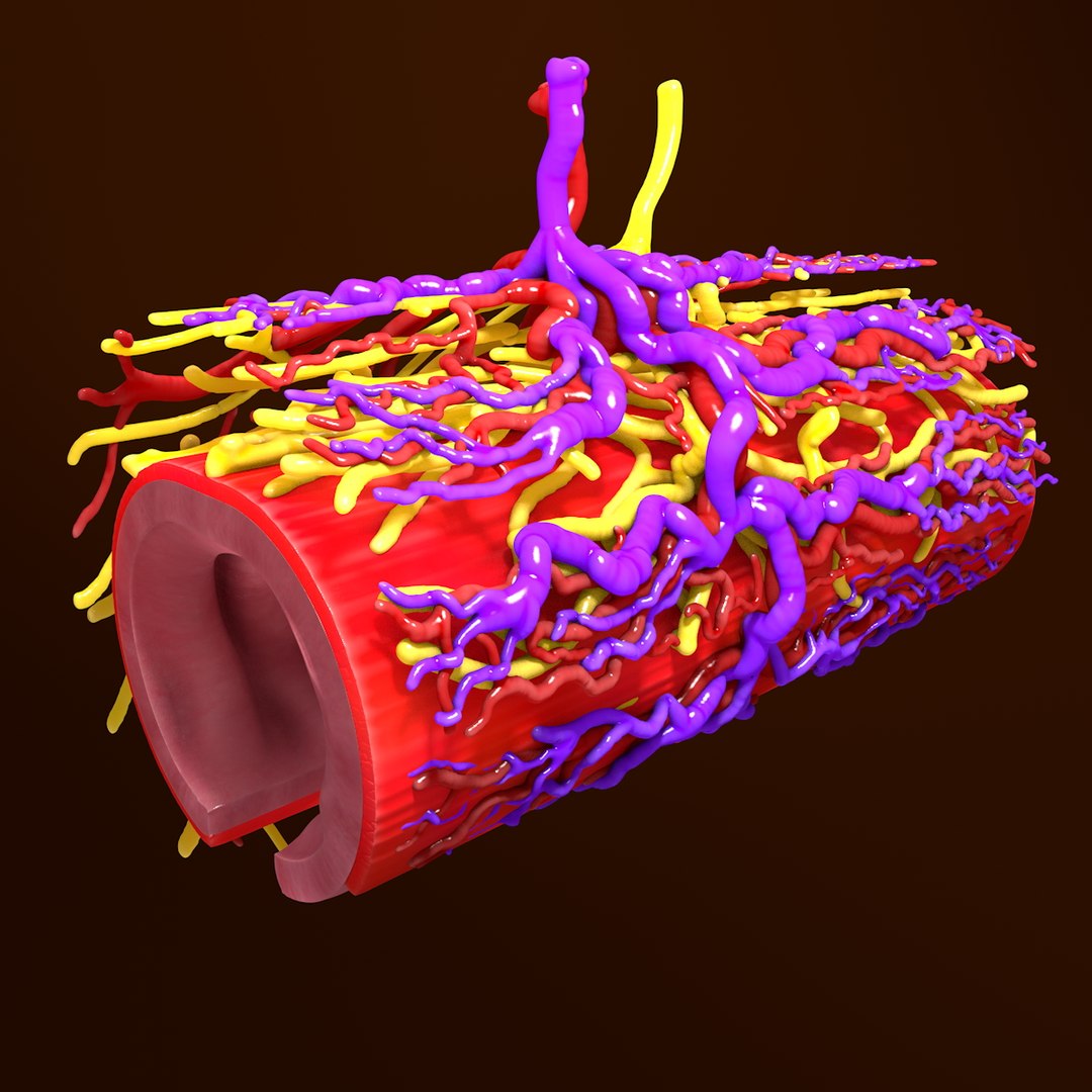 Human Small Intestine 3d Model