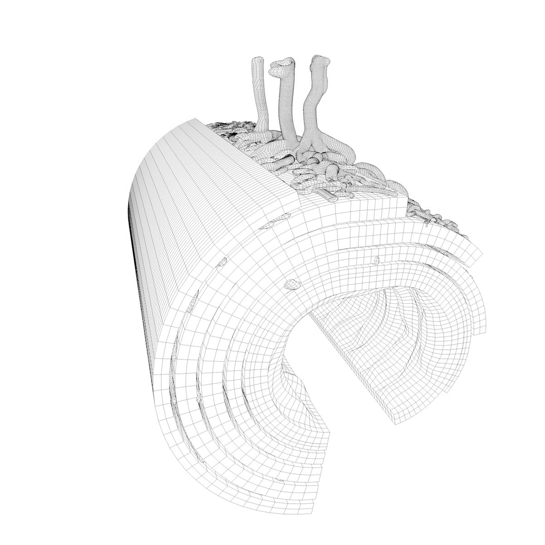Human Small Intestine 3d Model