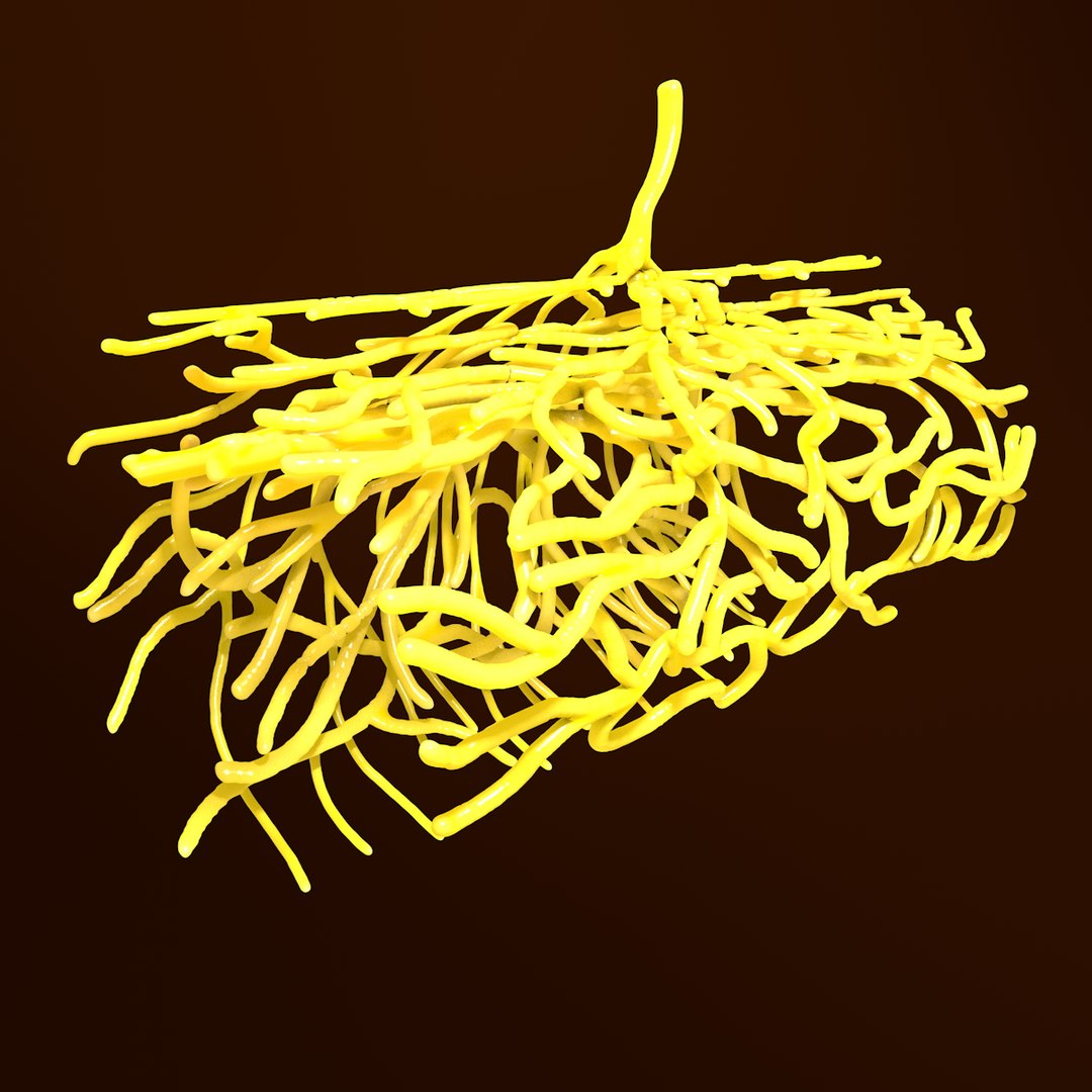Human Small Intestine 3d Model