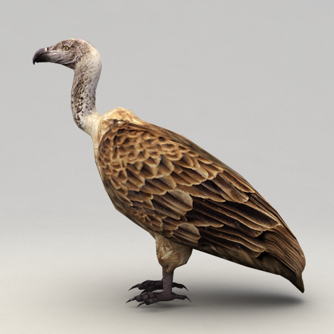 3d Max Vulture Rigged