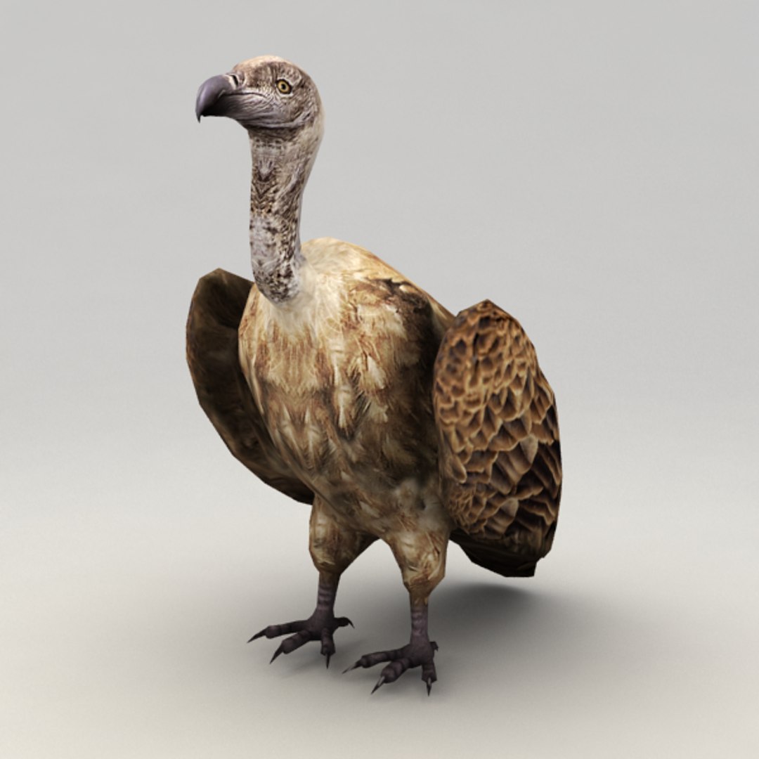 3d Max Vulture Rigged