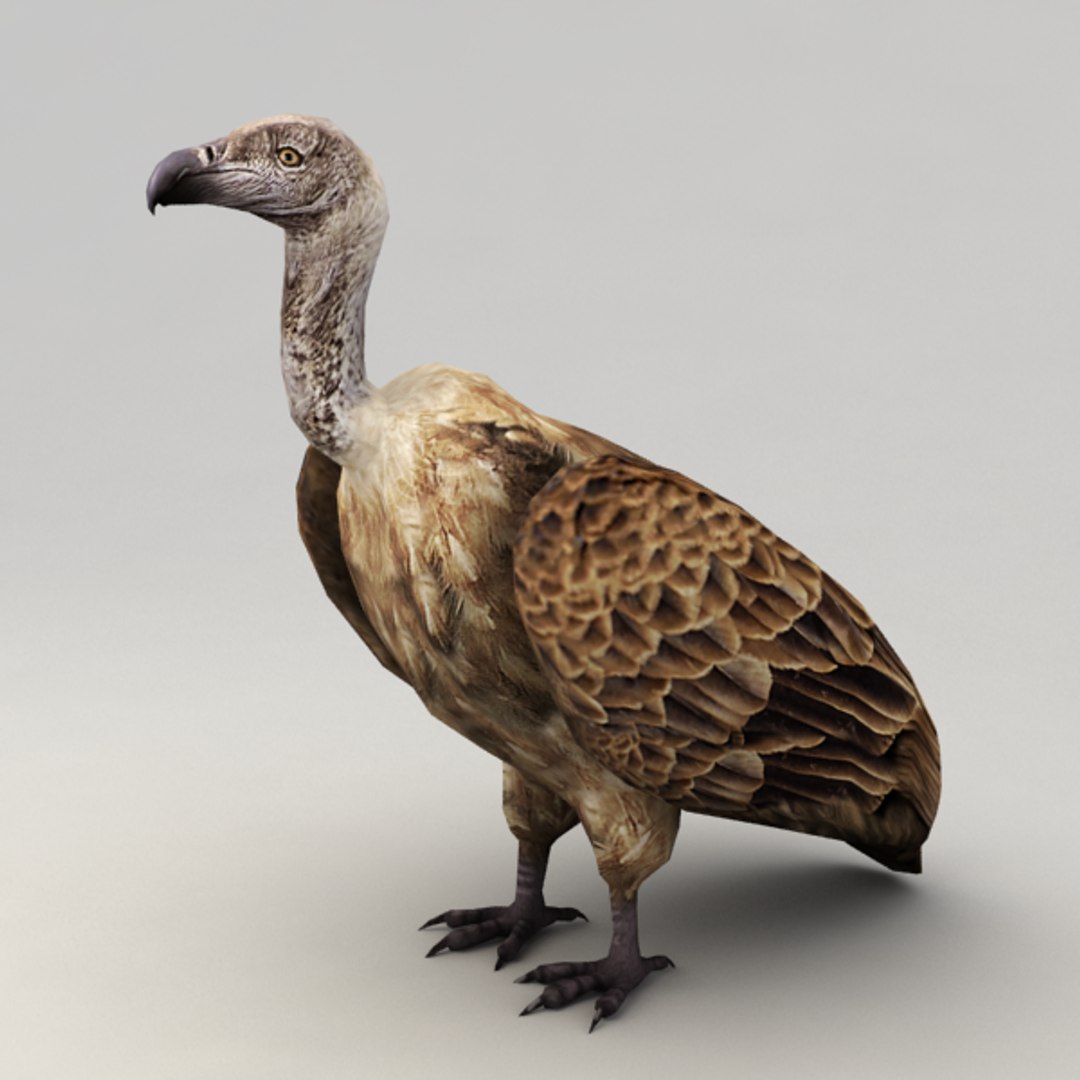 3d Max Vulture Rigged