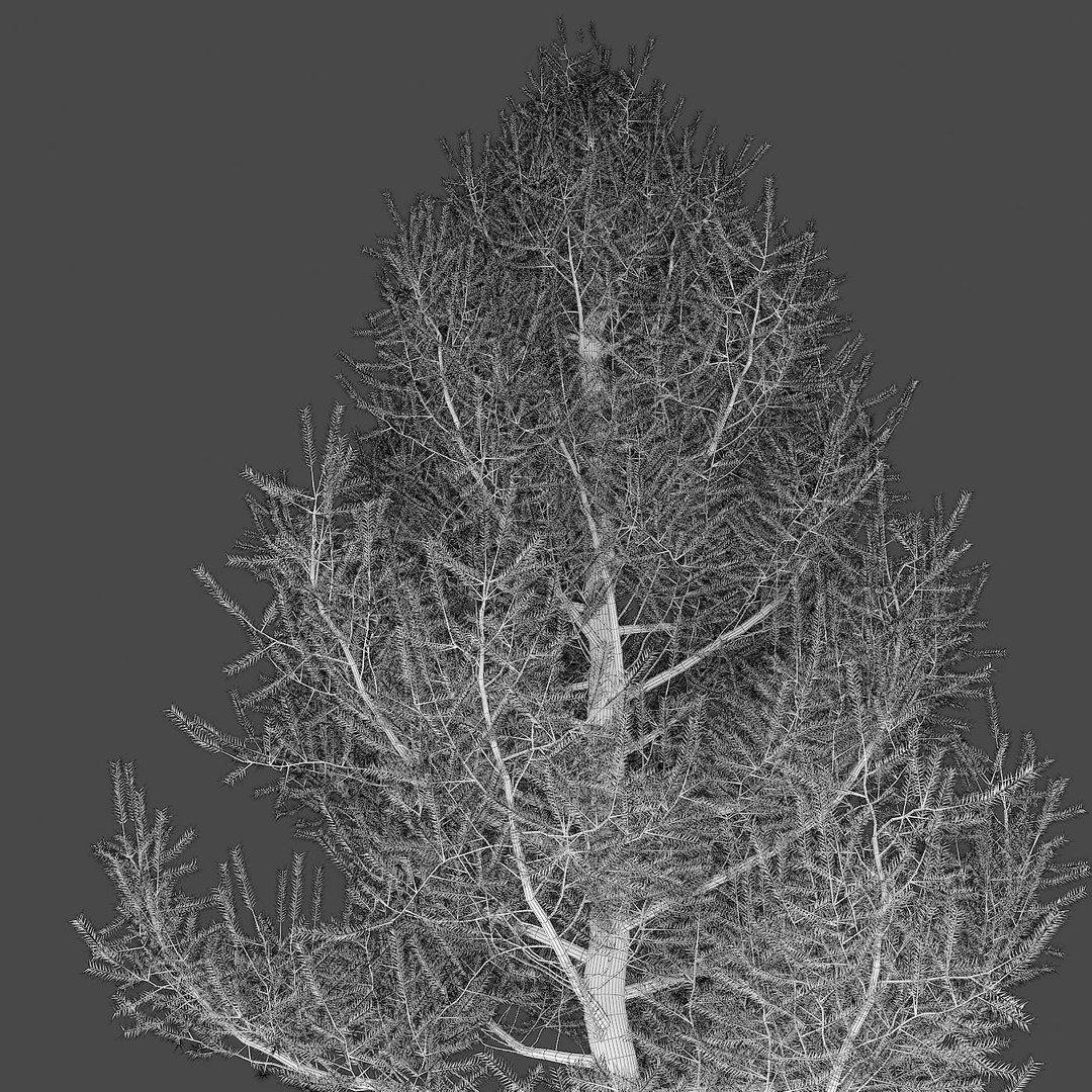 Spruce Tree 3d Model