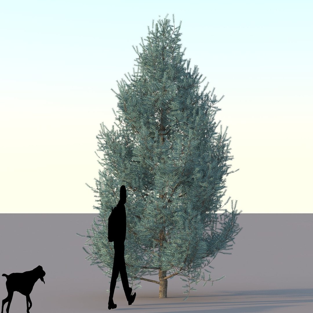 Spruce Tree 3d Model