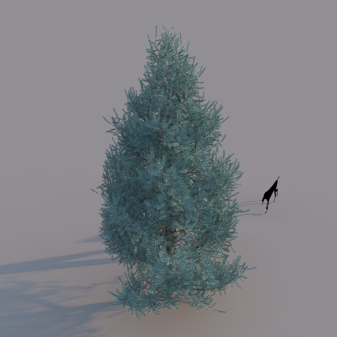 Spruce Tree 3d Model