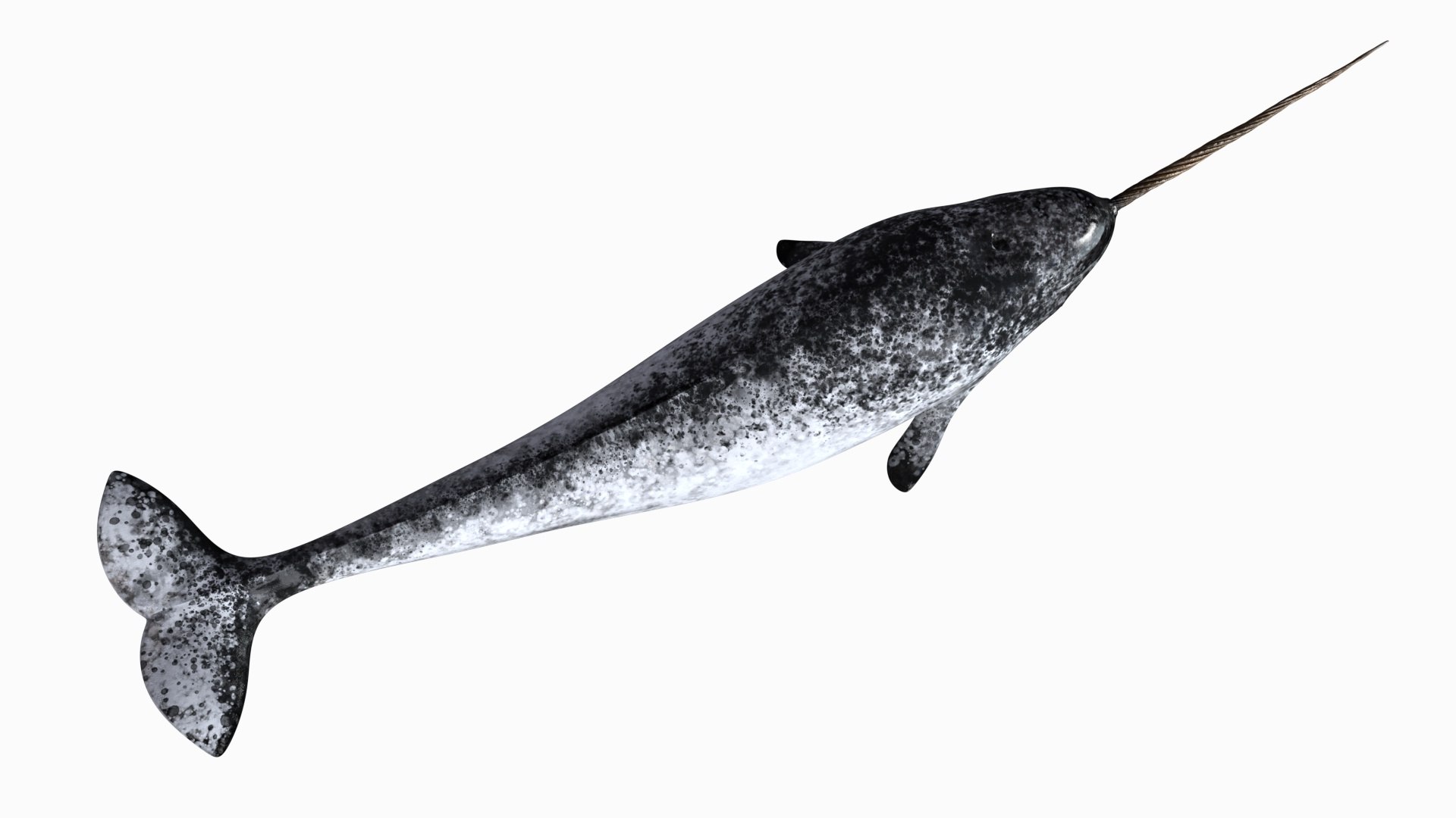 Narwhal Model - TurboSquid 2014061