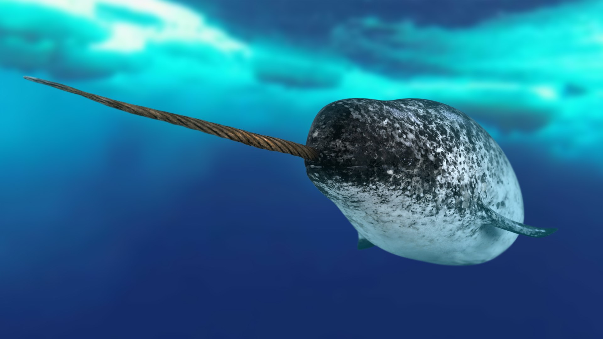 Narwhal Model - TurboSquid 2014061
