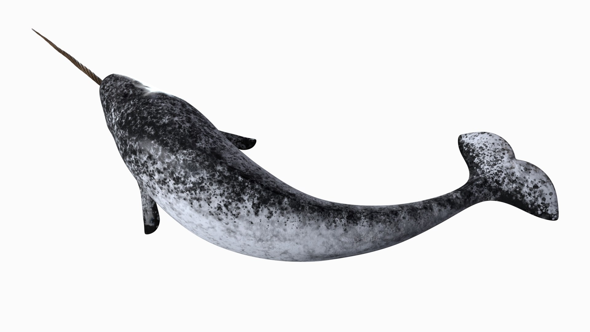 Narwhal Model - TurboSquid 2014061