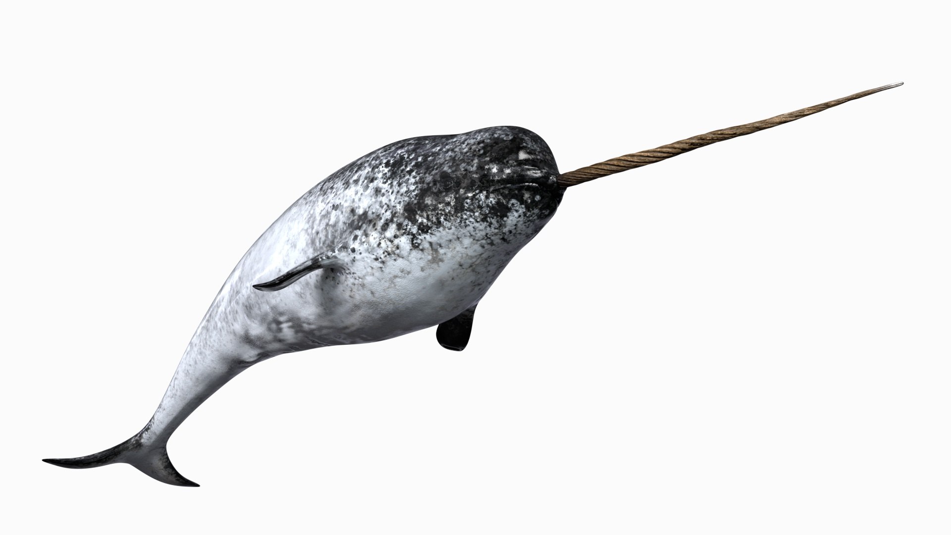 Narwhal Model - TurboSquid 2014061