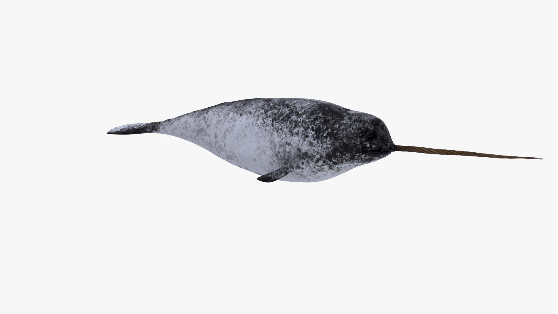 Narwhal Model - TurboSquid 2014061