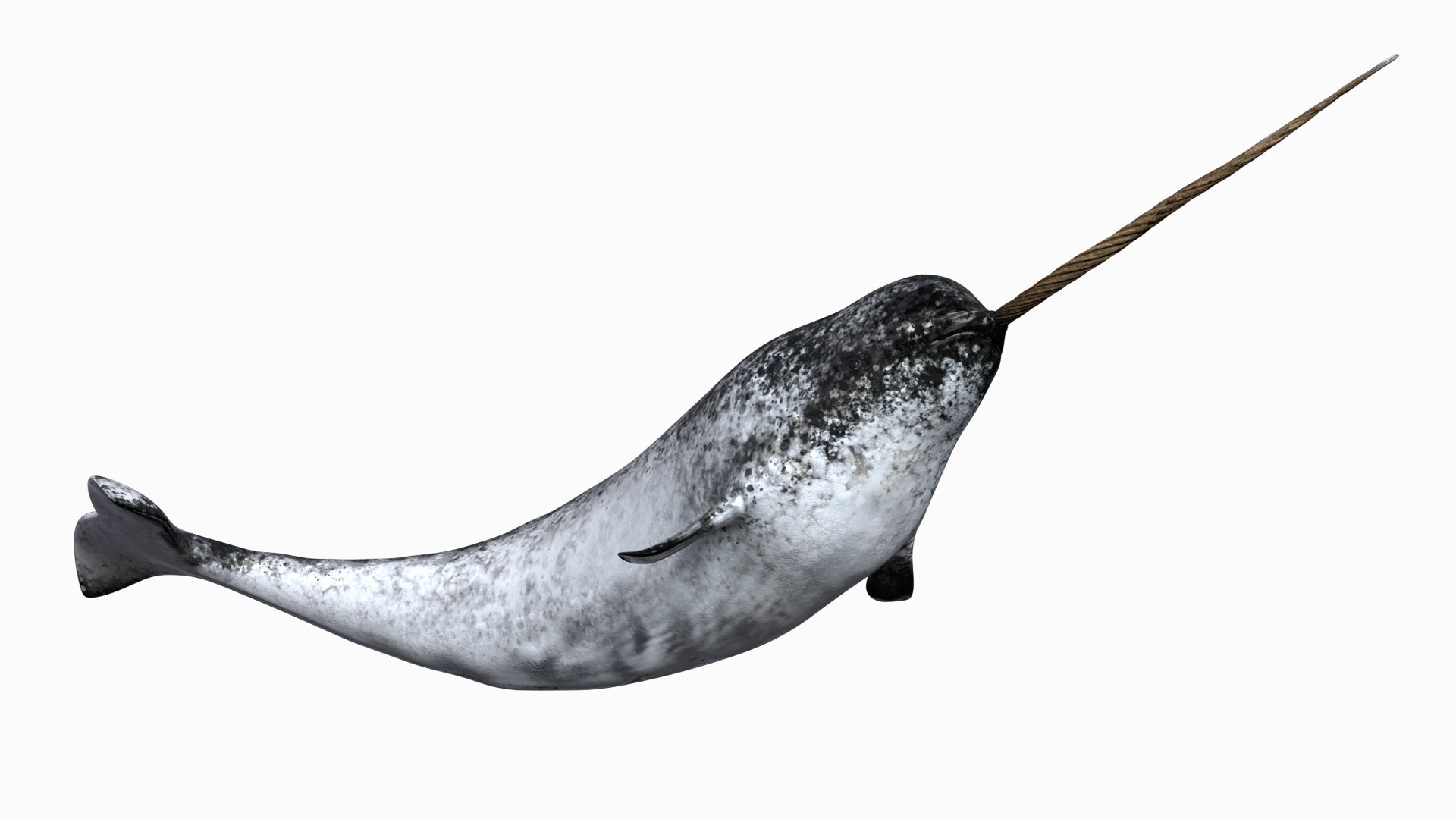 Narwhal Model - TurboSquid 2014061