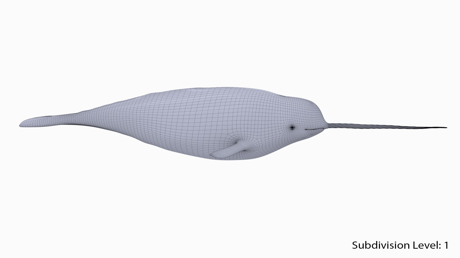Narwhal Model - TurboSquid 2014061