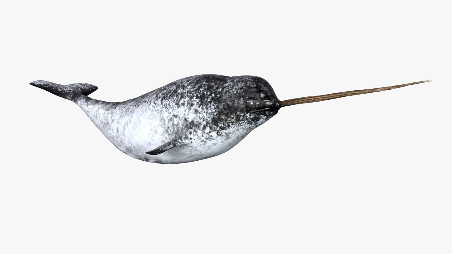 Narwhal Model - TurboSquid 2014061