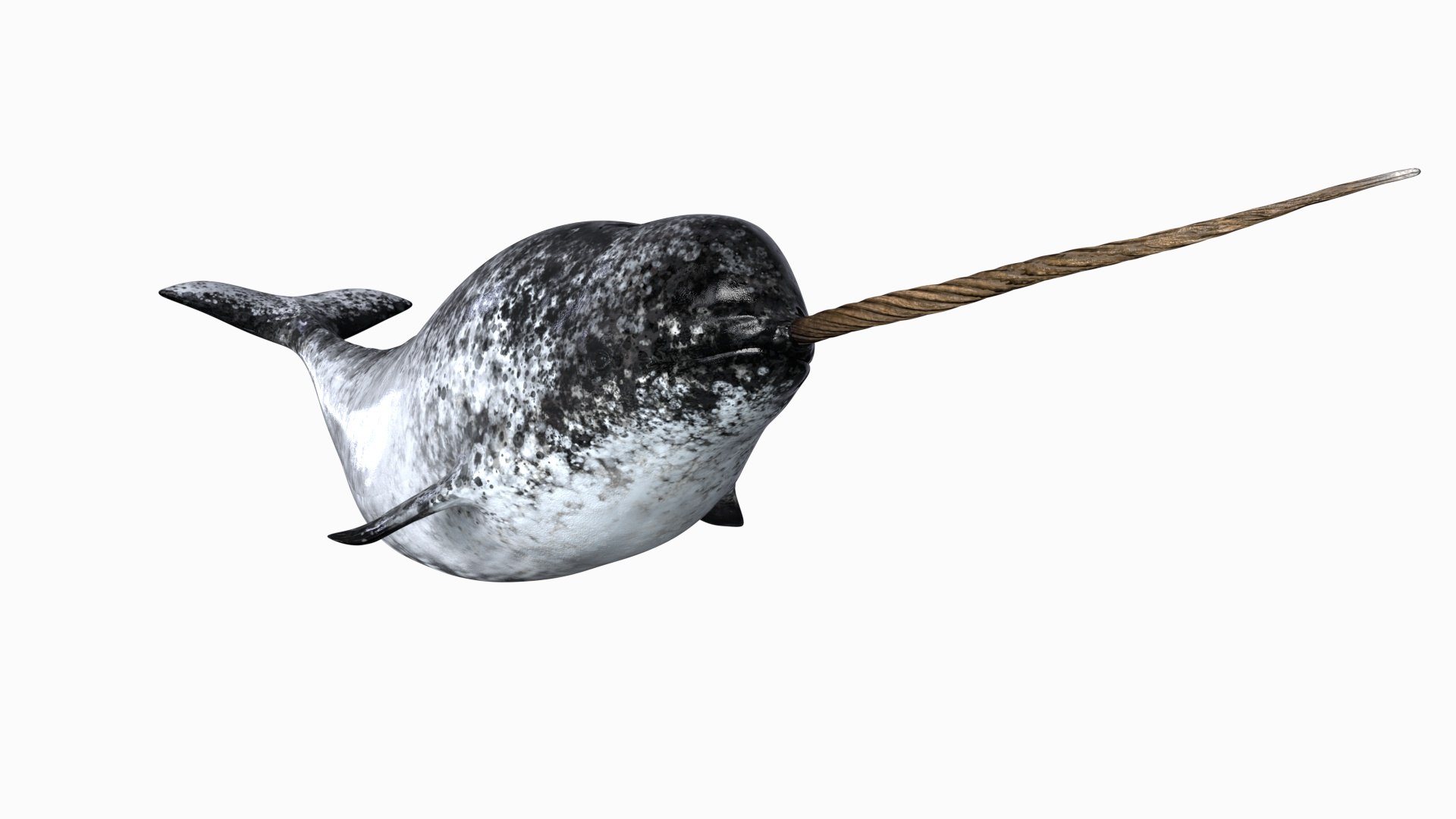 Narwhal Model - TurboSquid 2014061