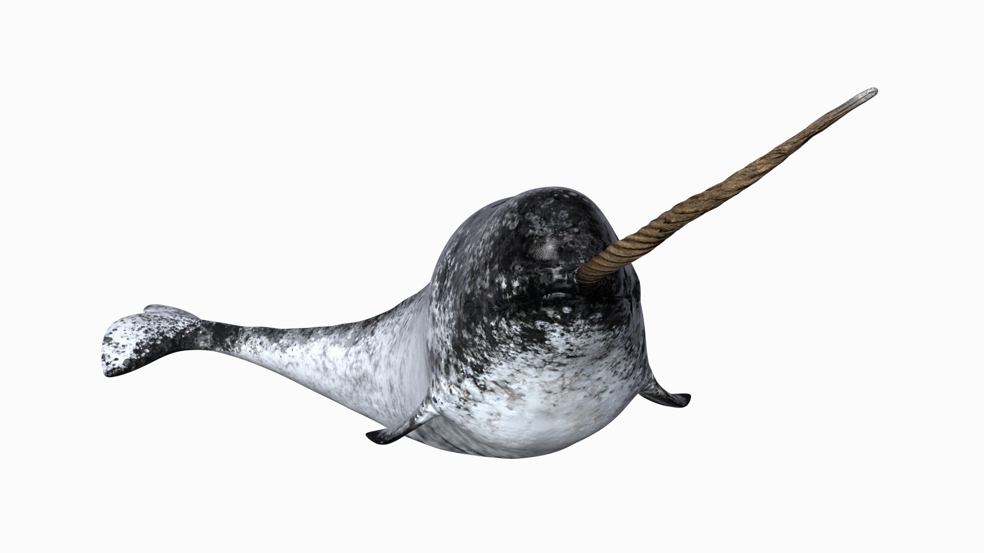 Narwhal Model - TurboSquid 2014061